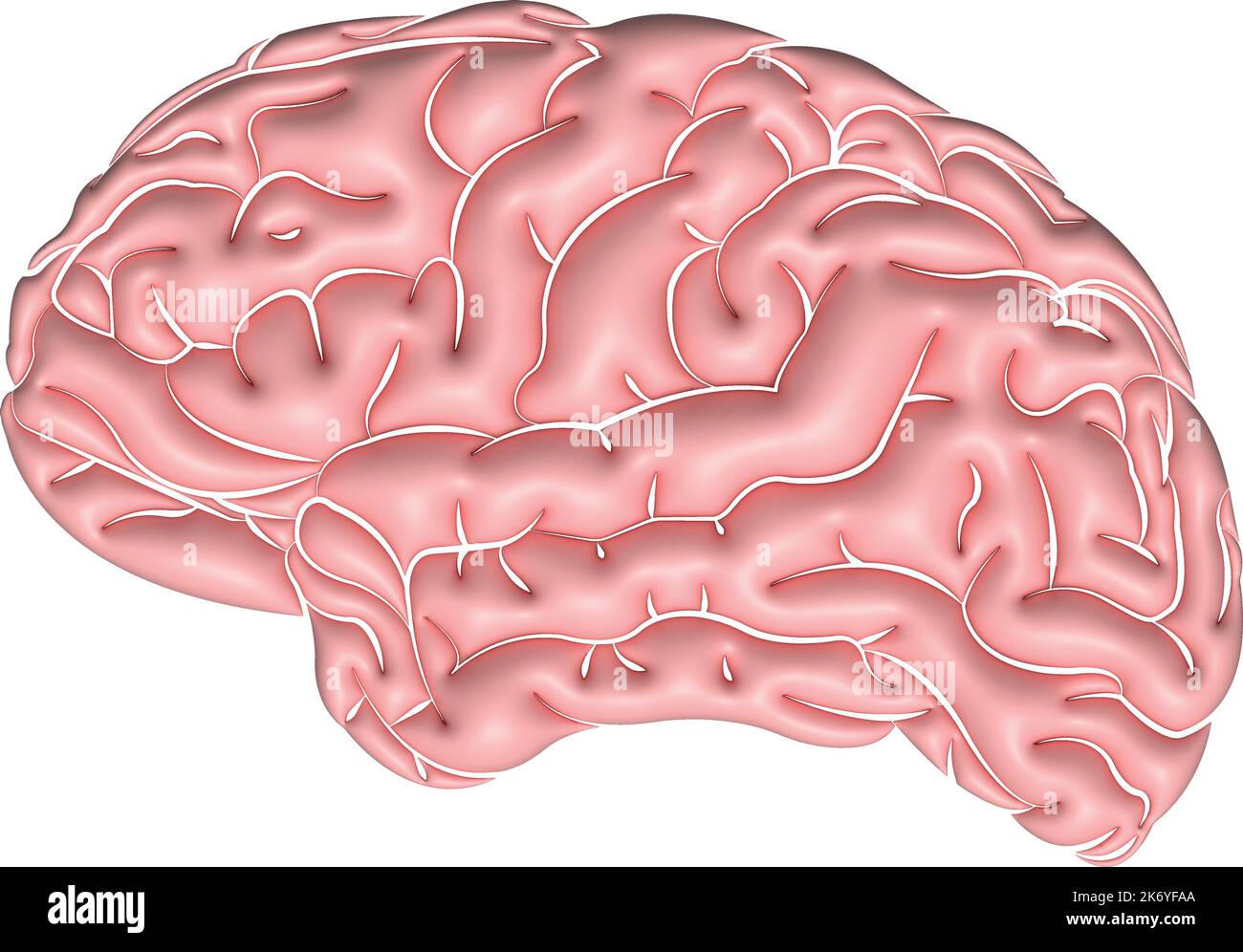 human brain vector 3d illustration Stock Vector Image & Art - Alamy
