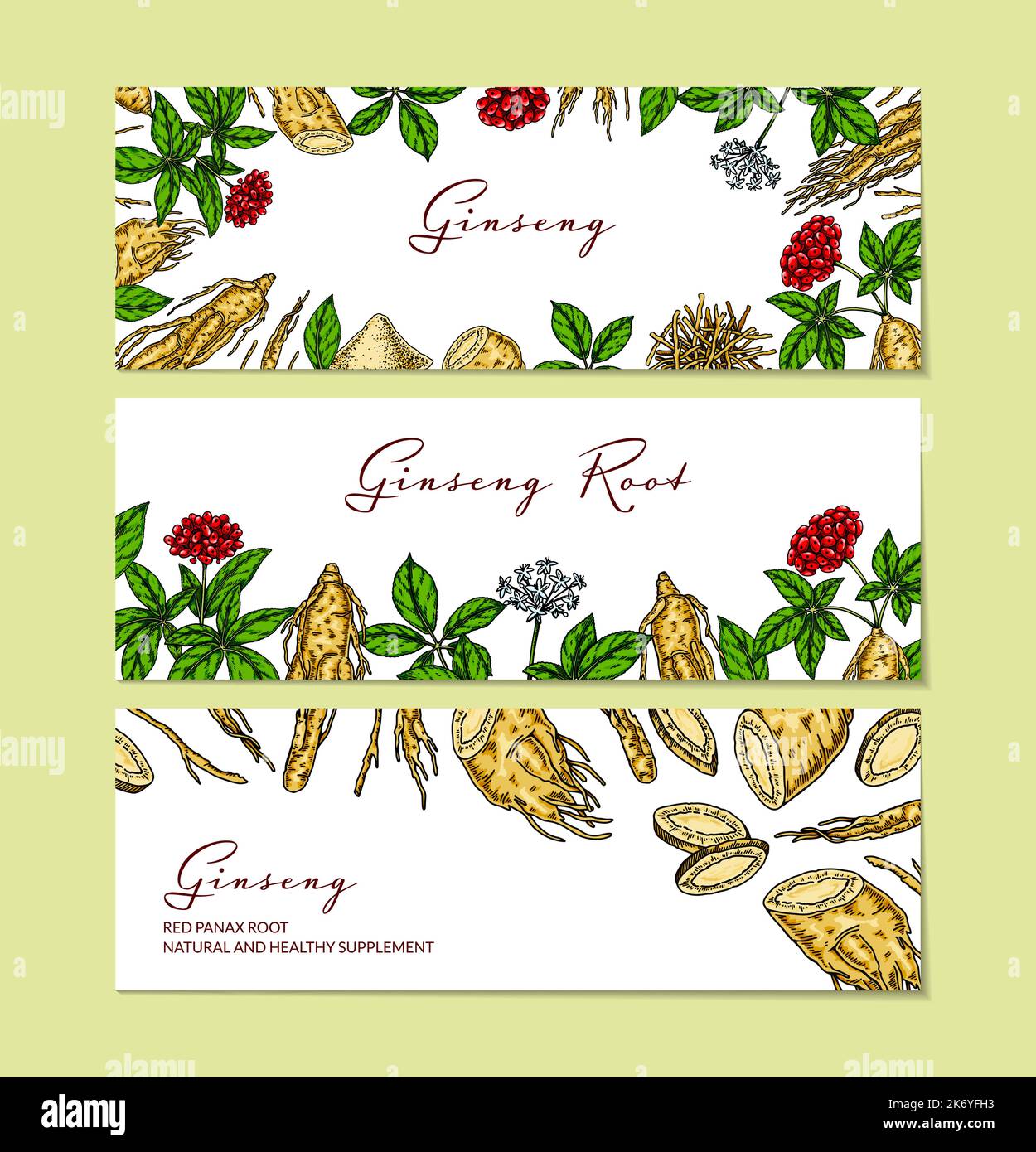 Set of ginseng colorful horizontal designs. Hand drawn botanical vector ...