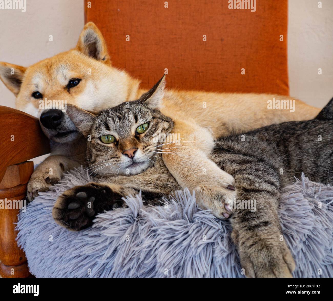 Shiba Inu puppy and his friend striped kitten Stock Photo - Alamy