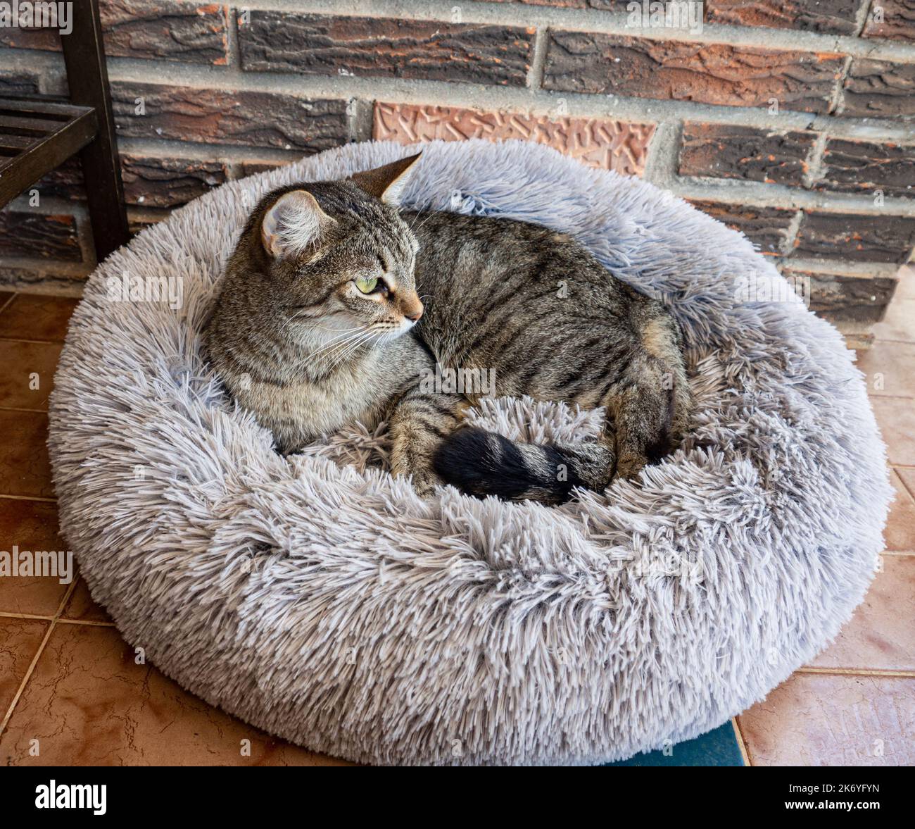 Tabby cat face hi-res stock photography and images - Alamy
