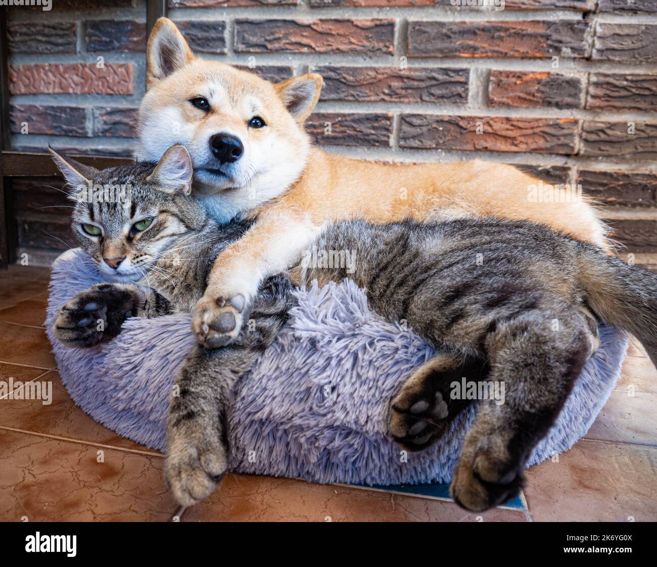 Shiba Inu puppy and his friend striped kitten Stock Photo - Alamy