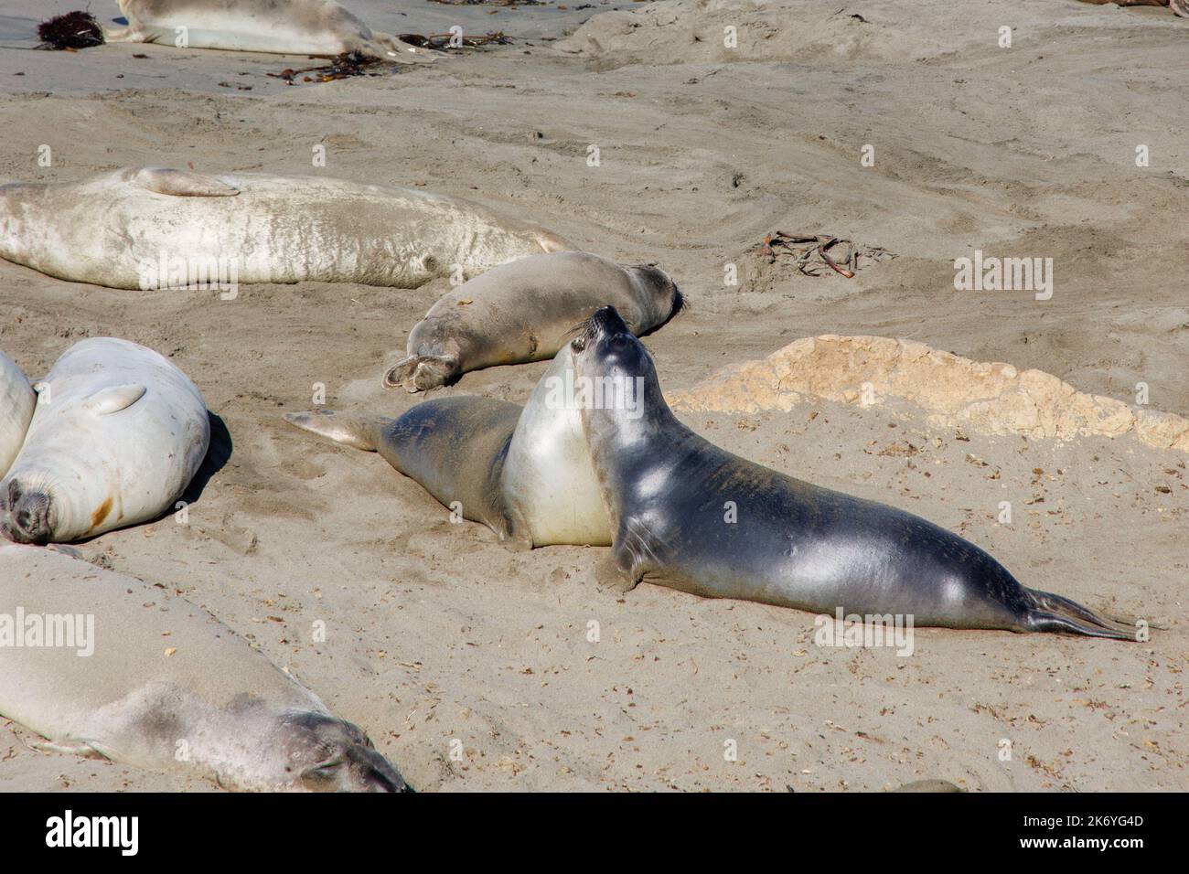 Elephant seals laying on the beach. Two seals playing with each other ...
