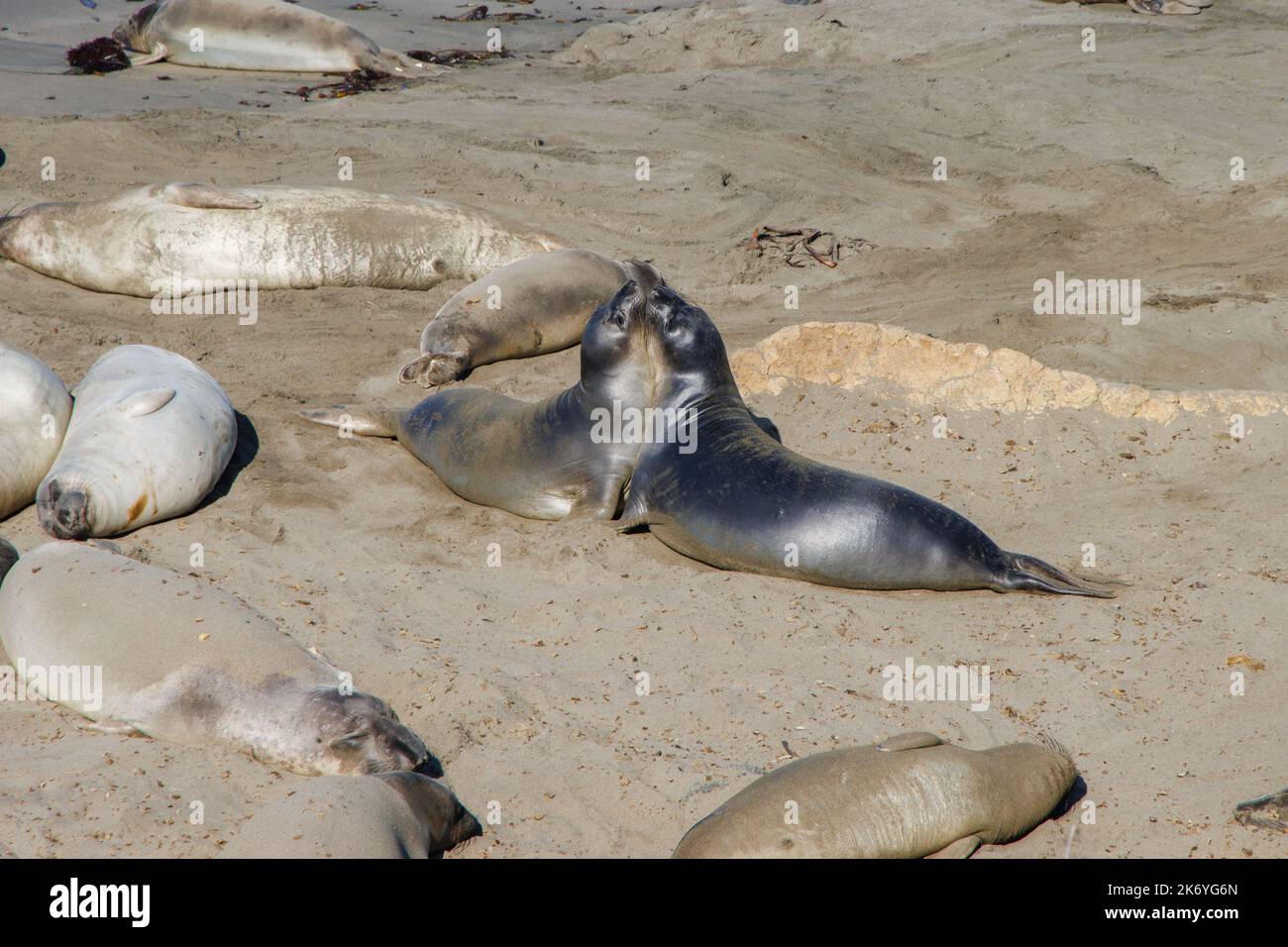 Elephant seals laying on the beach. Two seals playing with each other ...