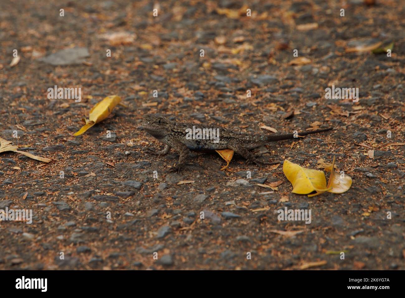 Cute brown little lizard blended with the ground and surrounded by ...