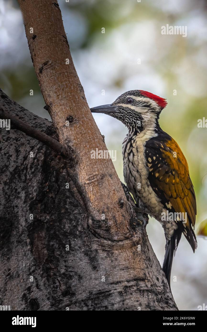 A Lesser golden backed woodpecker on a tree Stock Photo - Alamy