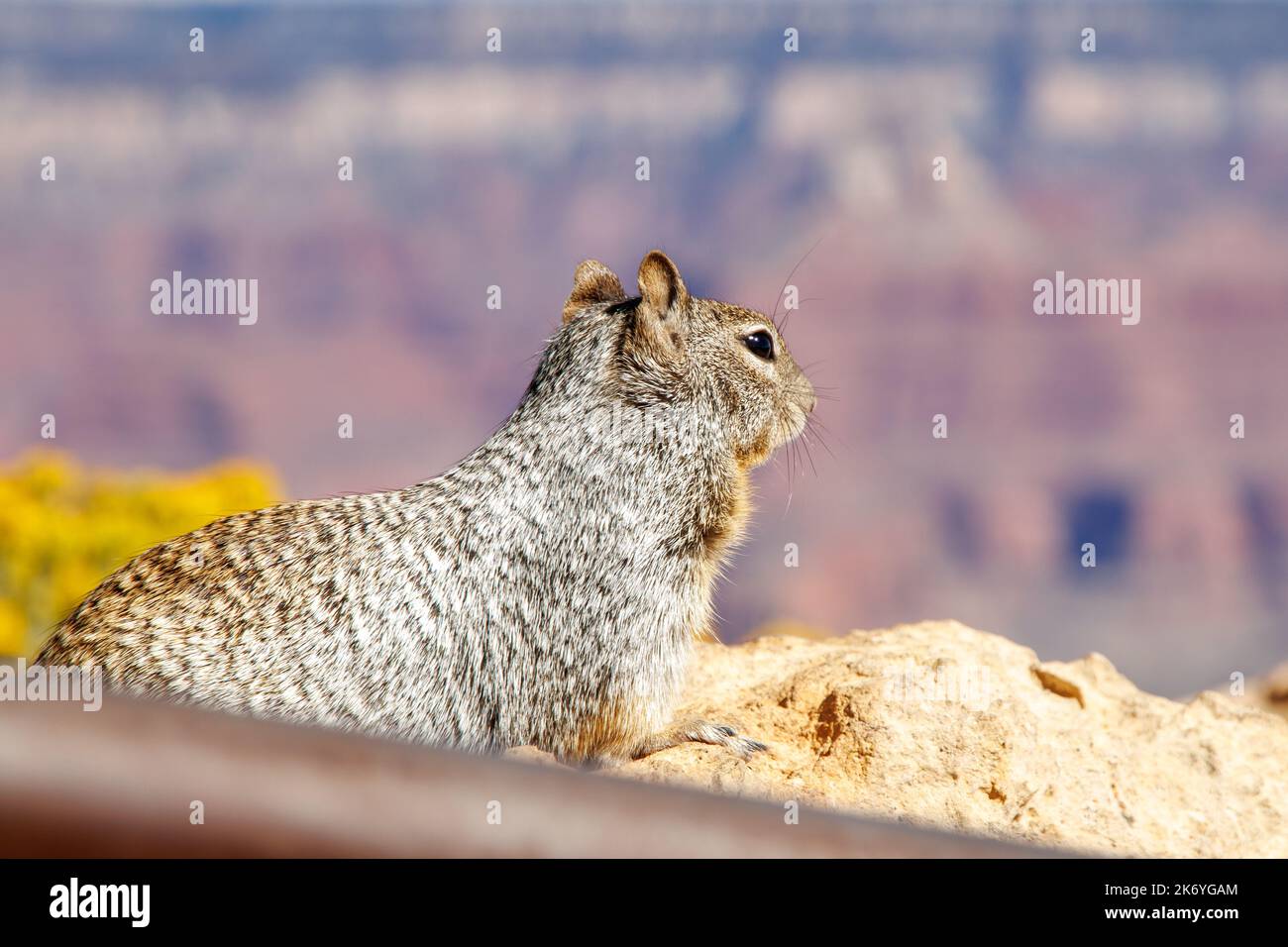 Squirrel on the rock in Grand Canyon National Park in Arizona. Gran ...