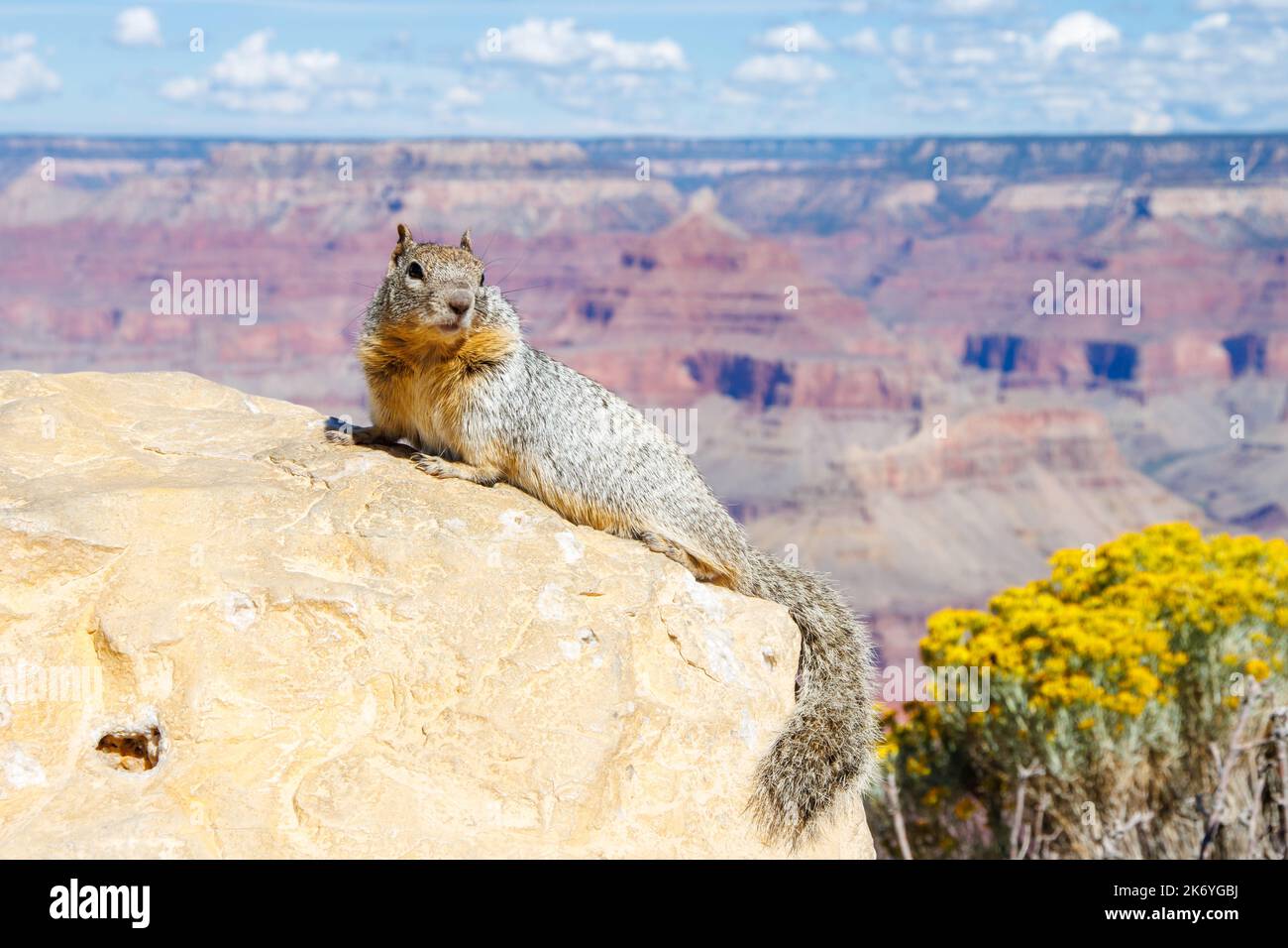 Squirrel on the rock in Grand Canyon National Park in Arizona. Gran ...