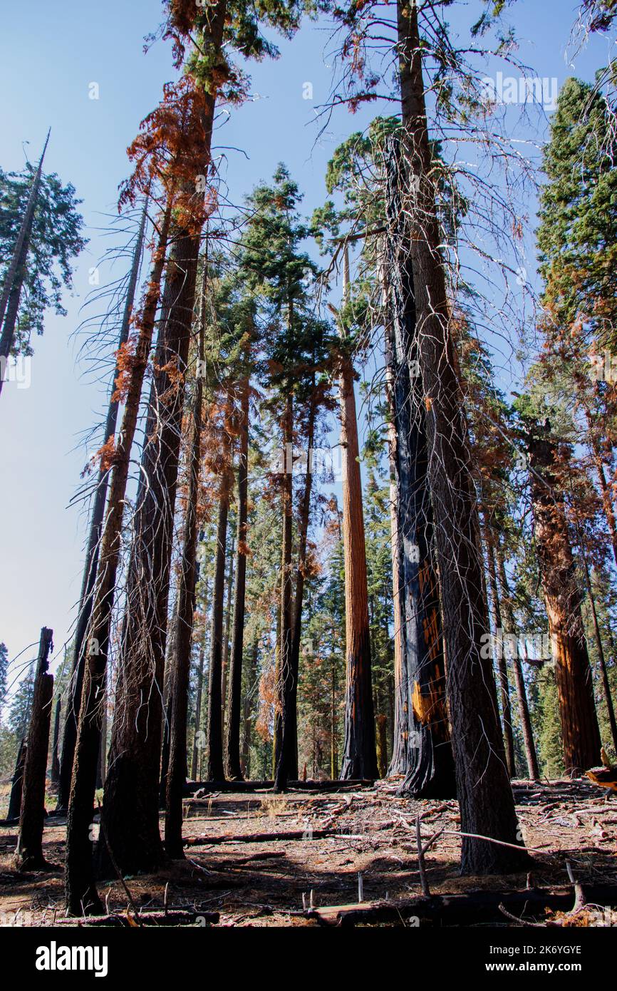 Burnt sequoia trees in Sequoia National park after a huge wildfire in ...