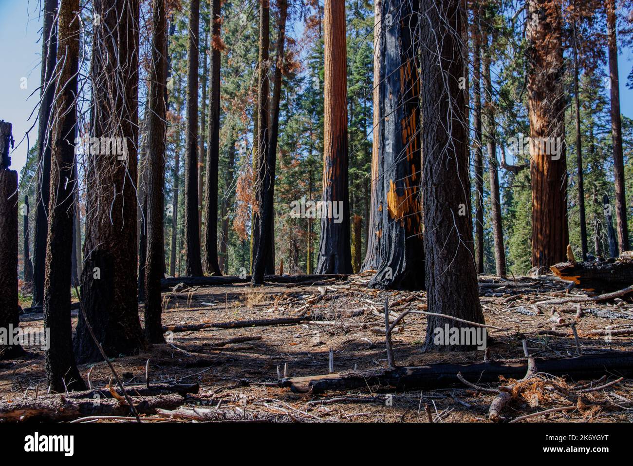 Burnt sequoia trees in Sequoia National park after a huge wildfire in ...