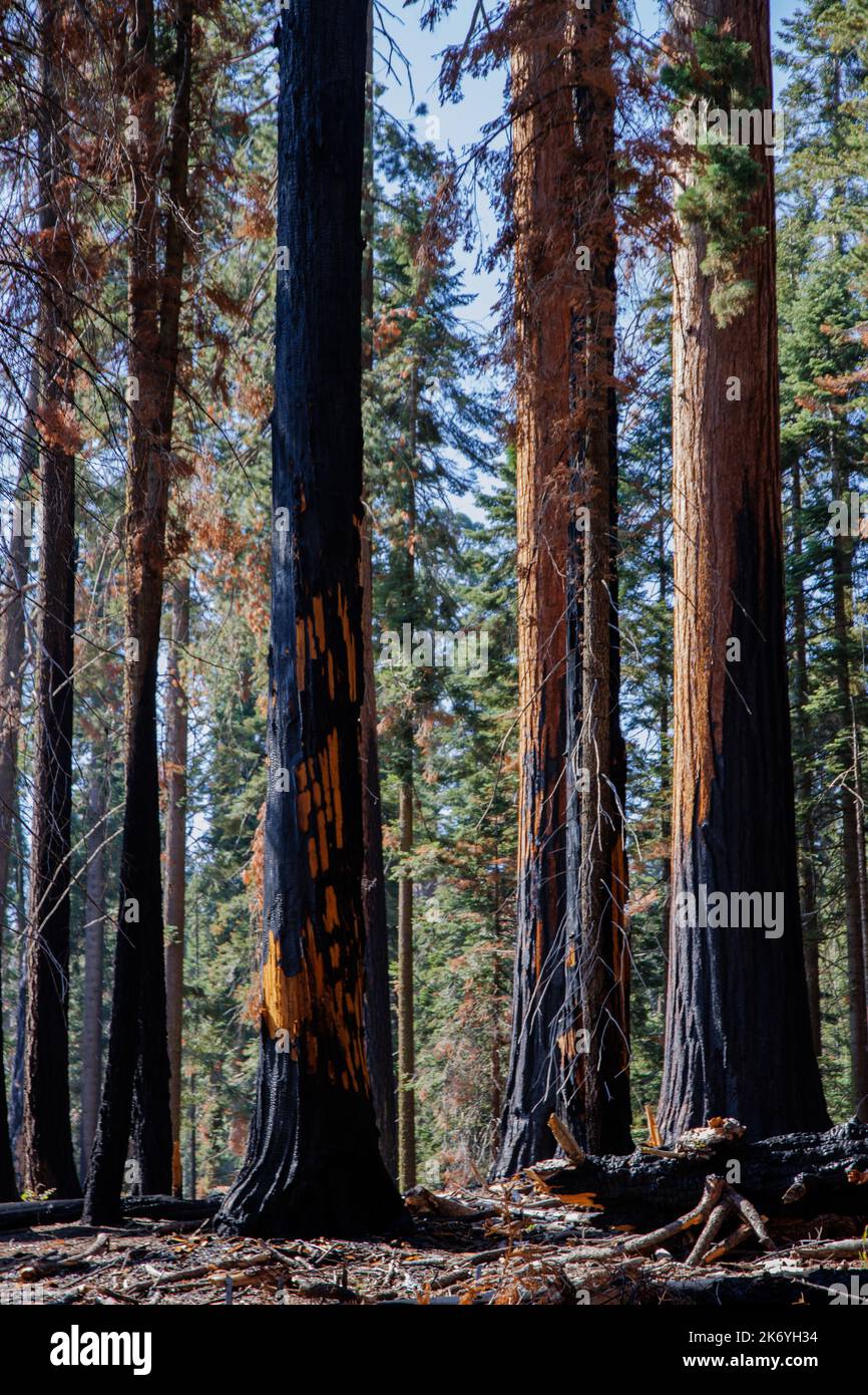 Burnt sequoia trees in Sequoia National park after a huge wildfire in ...