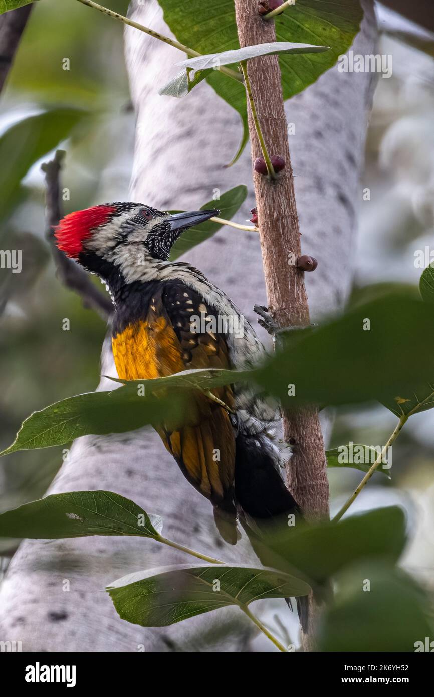 Lesser golden flameback bird hi-res stock photography and images - Alamy