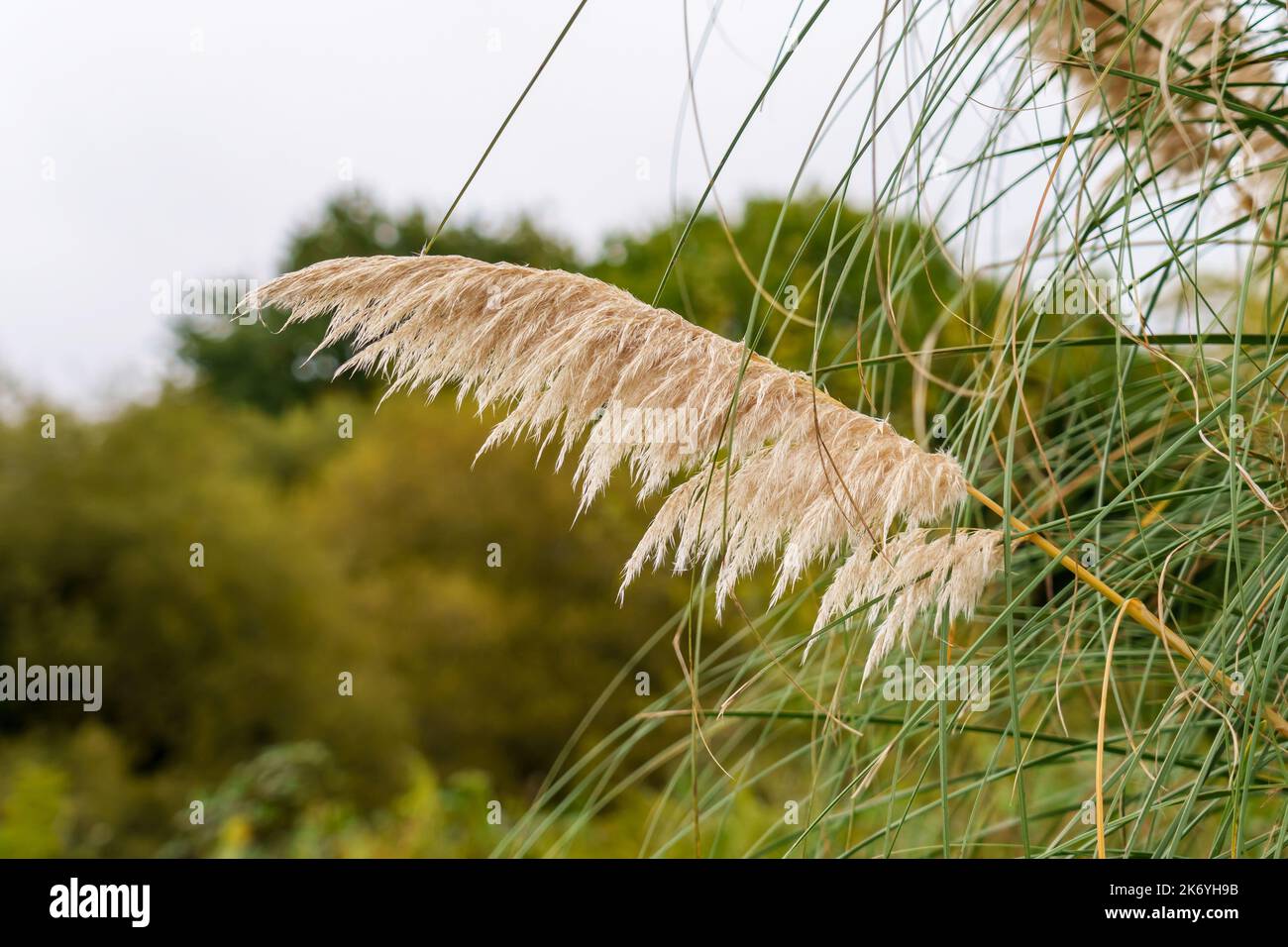 Pampas grass with elegant flower close-up with green lush narrow ...
