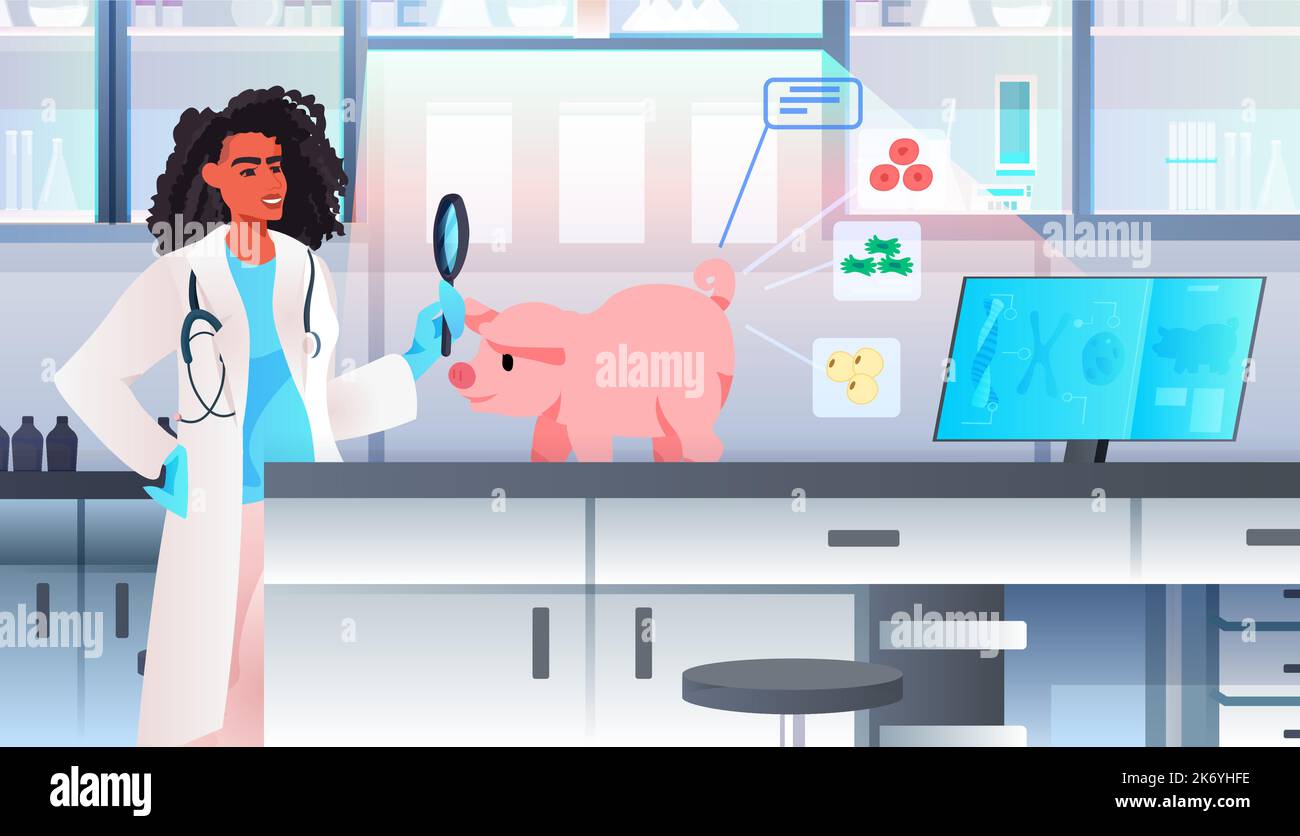 scientist looking on pig through magnifying glass cultured red raw veal ...