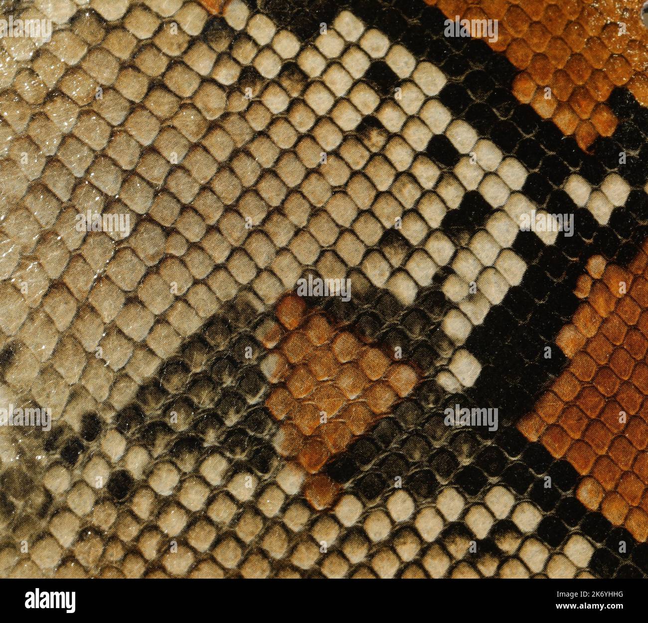 detail of snakeskin for the creation of fashion accessories Stock Photo ...