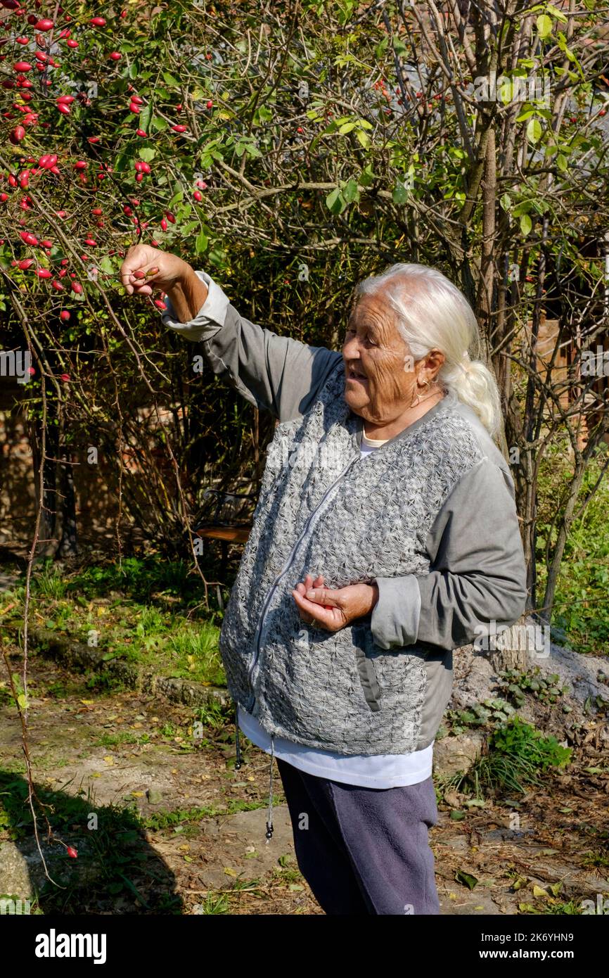 mature woman picking rose hip berries from bush zala county hungary ...