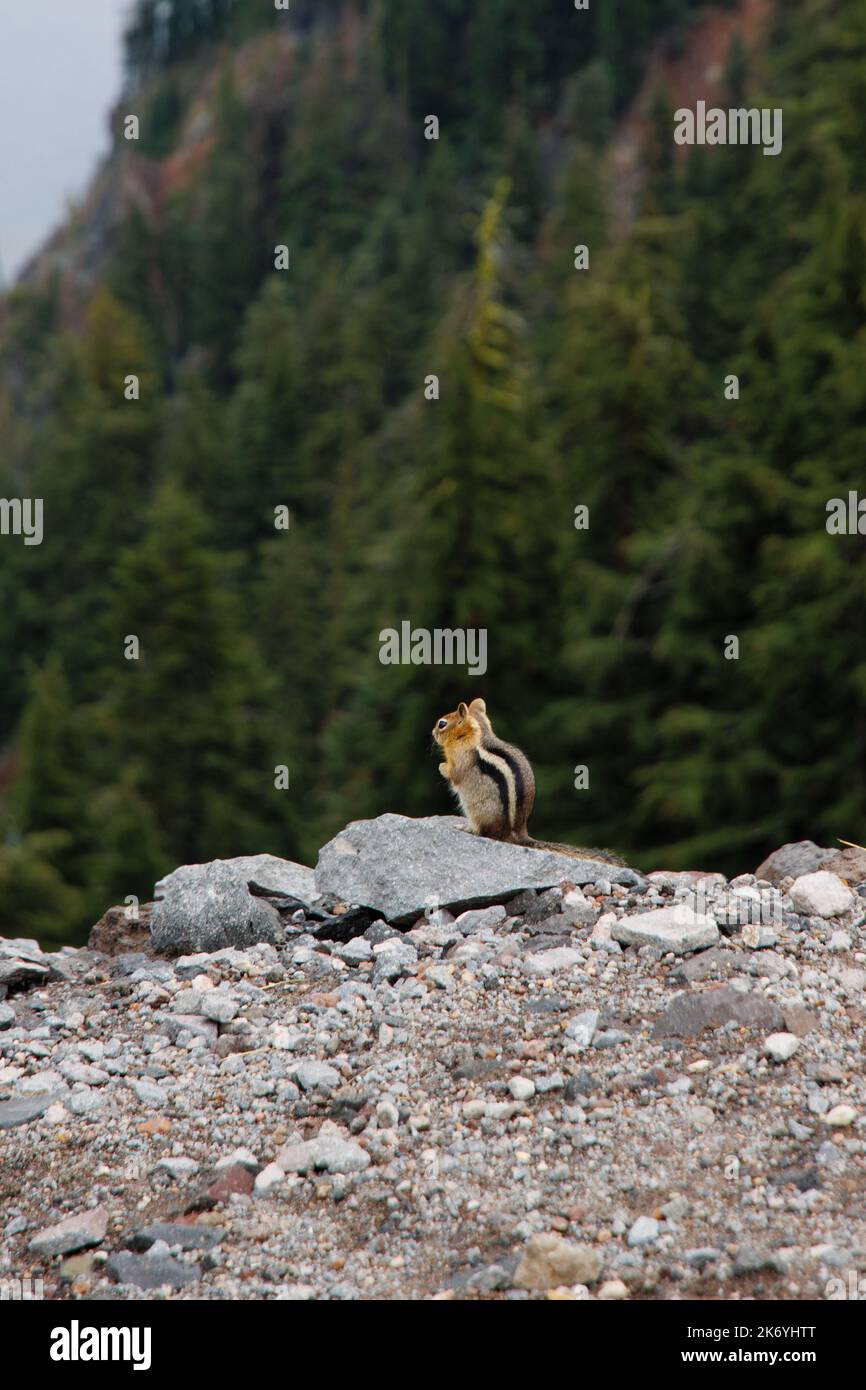 Cute little chipmunk standing on the cliff of Crater lake Stock Photo ...
