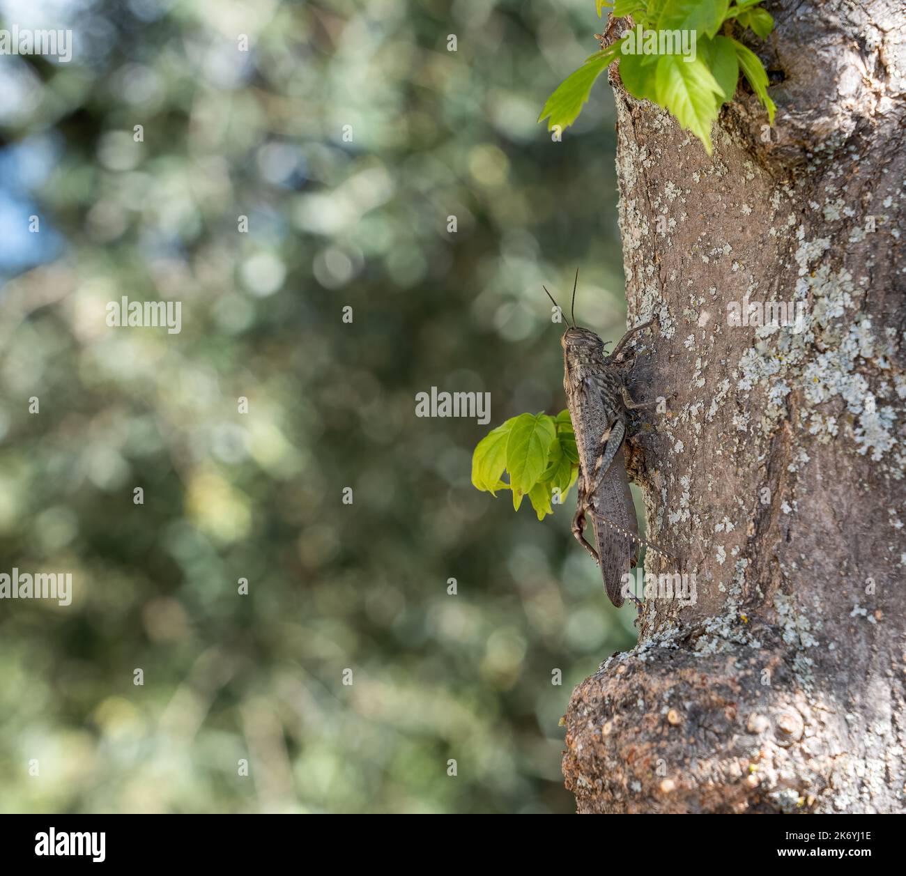 close-up of a migratory locust (Locusta migratoria Stock Photo - Alamy