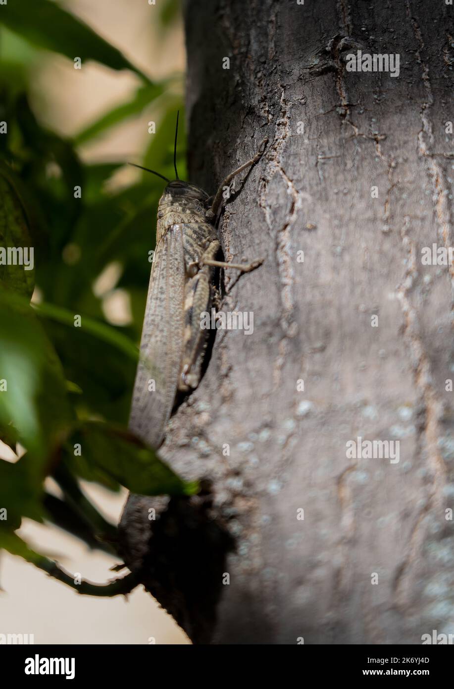 close-up of a migratory locust (Locusta migratoria Stock Photo - Alamy