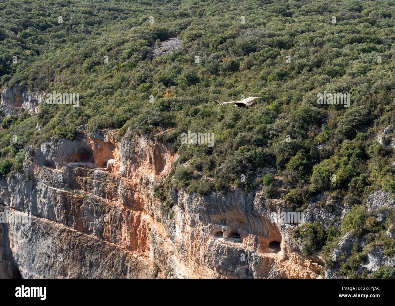 a Spanish Griffon vulture (Eurasion griffon, Gyps fulvus) gliding over ...