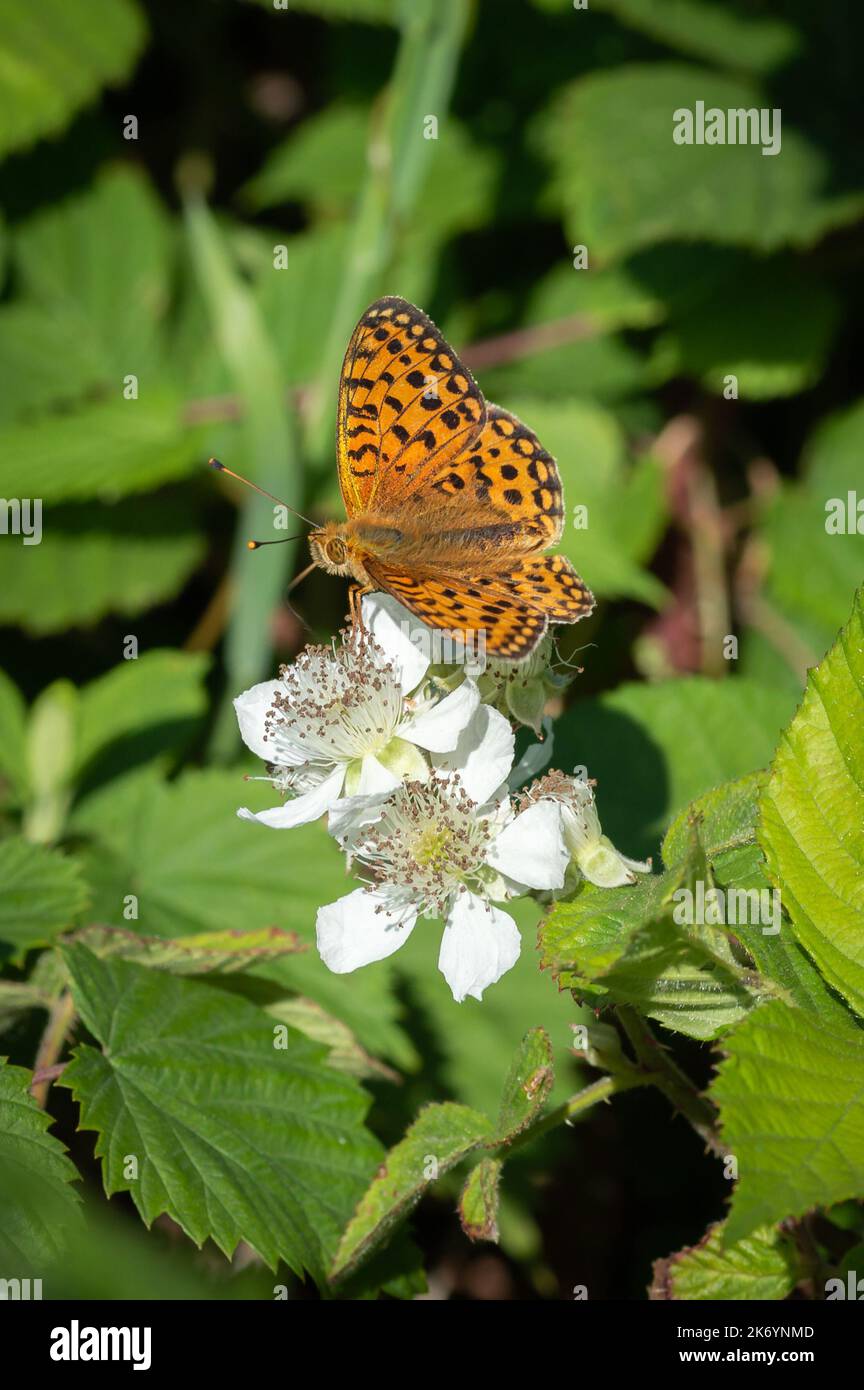 Dark Green fritillary butterfly on bramble flower Stock Photo - Alamy