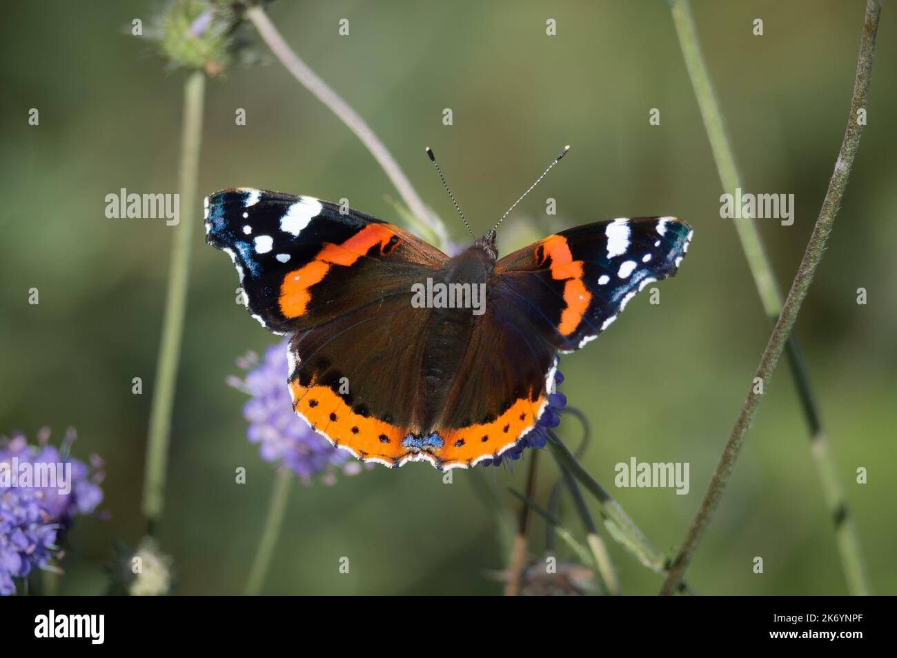 Red Admiral butterfly among Devil's-bit scabious plants Stock Photo - Alamy