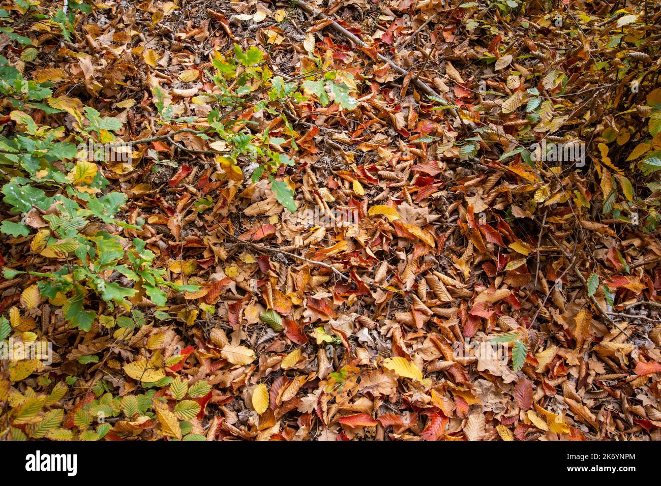 Autumn forest and mulch with undergrowth on a sunny day Stock Photo - Alamy
