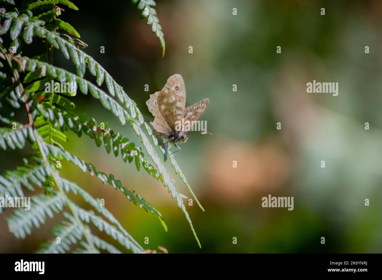 Drooping wings hi-res stock photography and images - Alamy