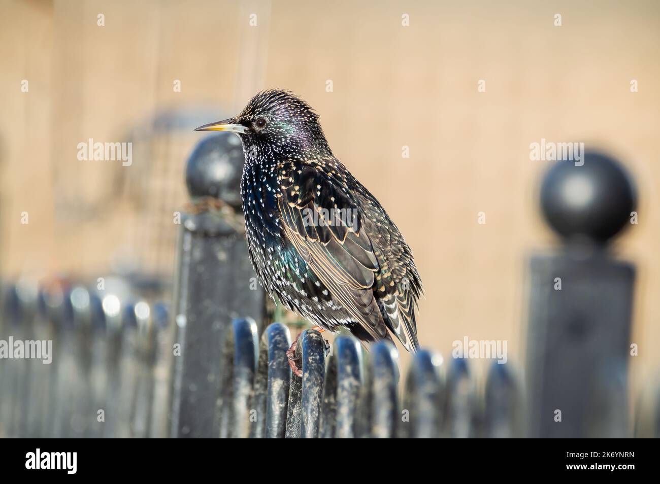 Starling male on a black, metal fence Stock Photo - Alamy