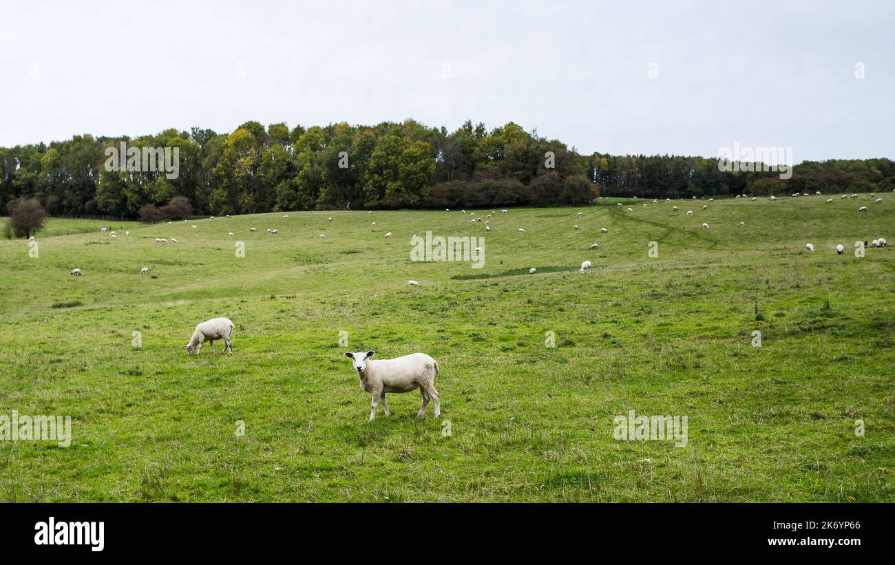 A field of Sheep seen in a field at Appleby Bridge in Lancashire ...