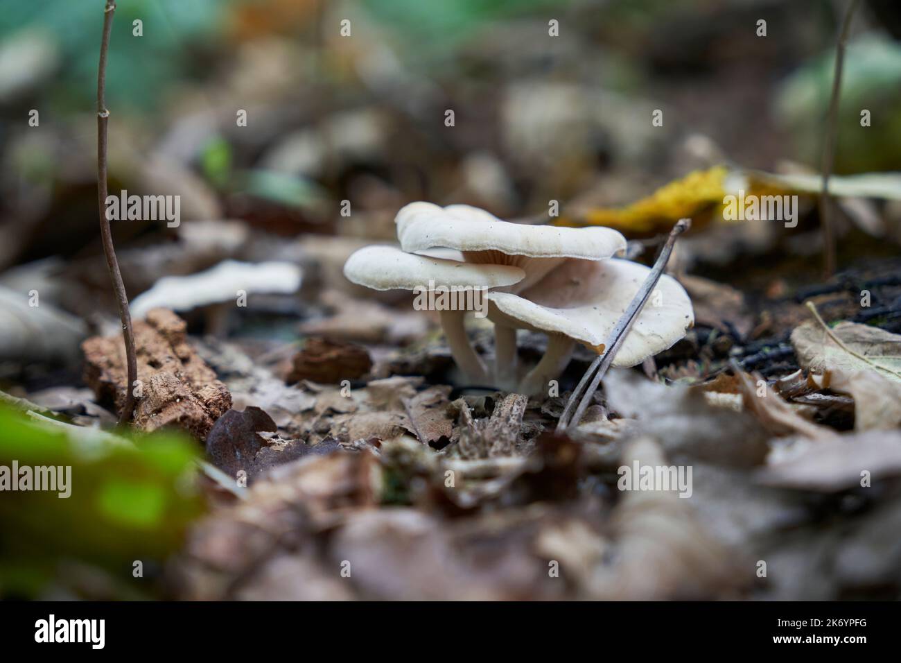 Setas y hongos, Mushroom and fungus Stock Photo - Alamy