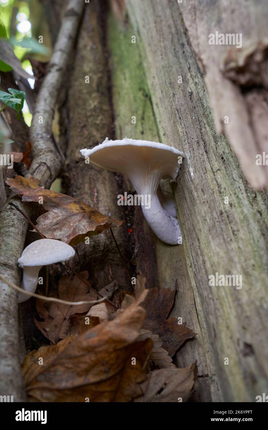 Hongos hongos hongos hongos hongos hi-res stock photography and images ...