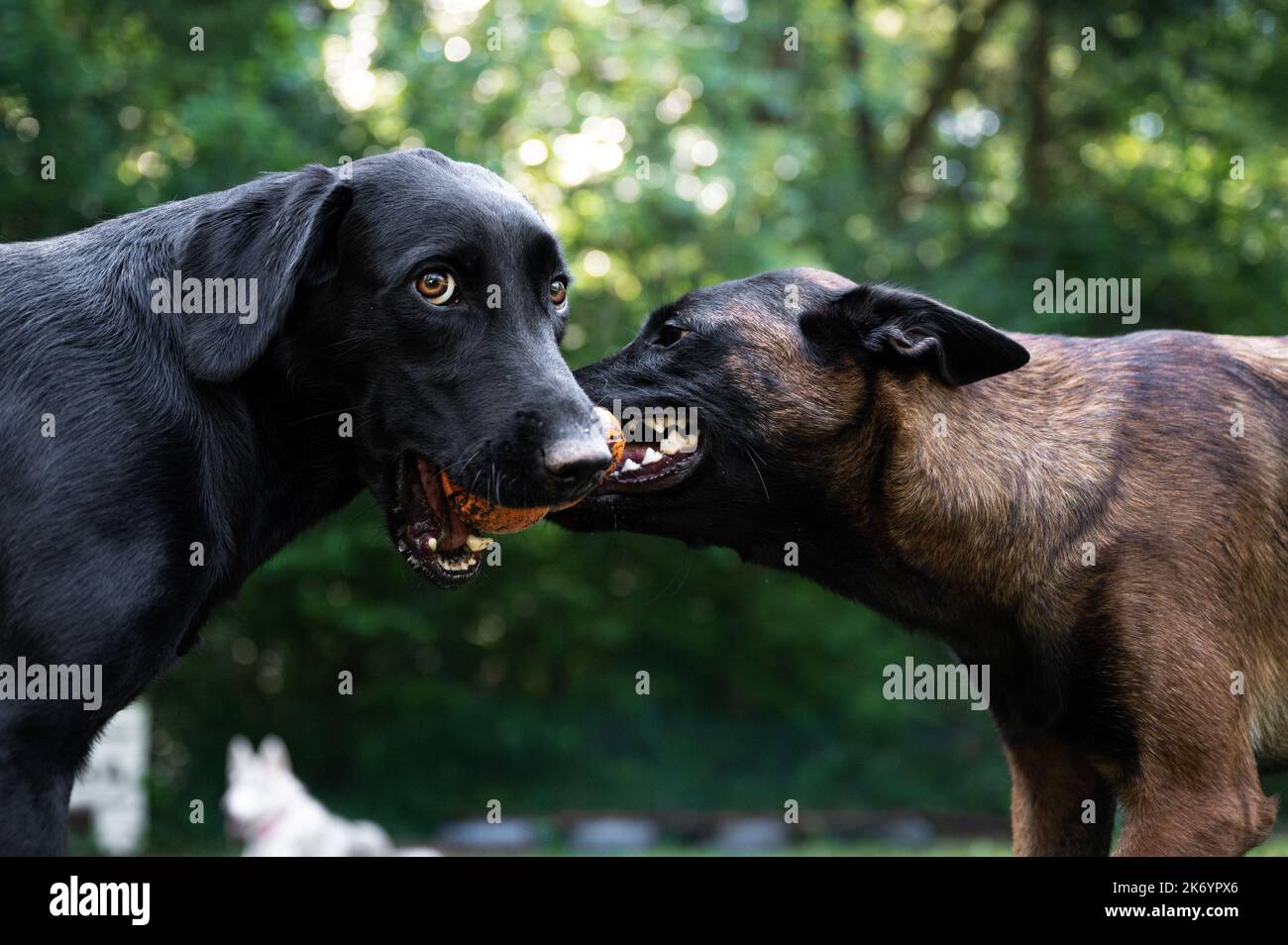 Belgian Shepherd Black Lab Mix