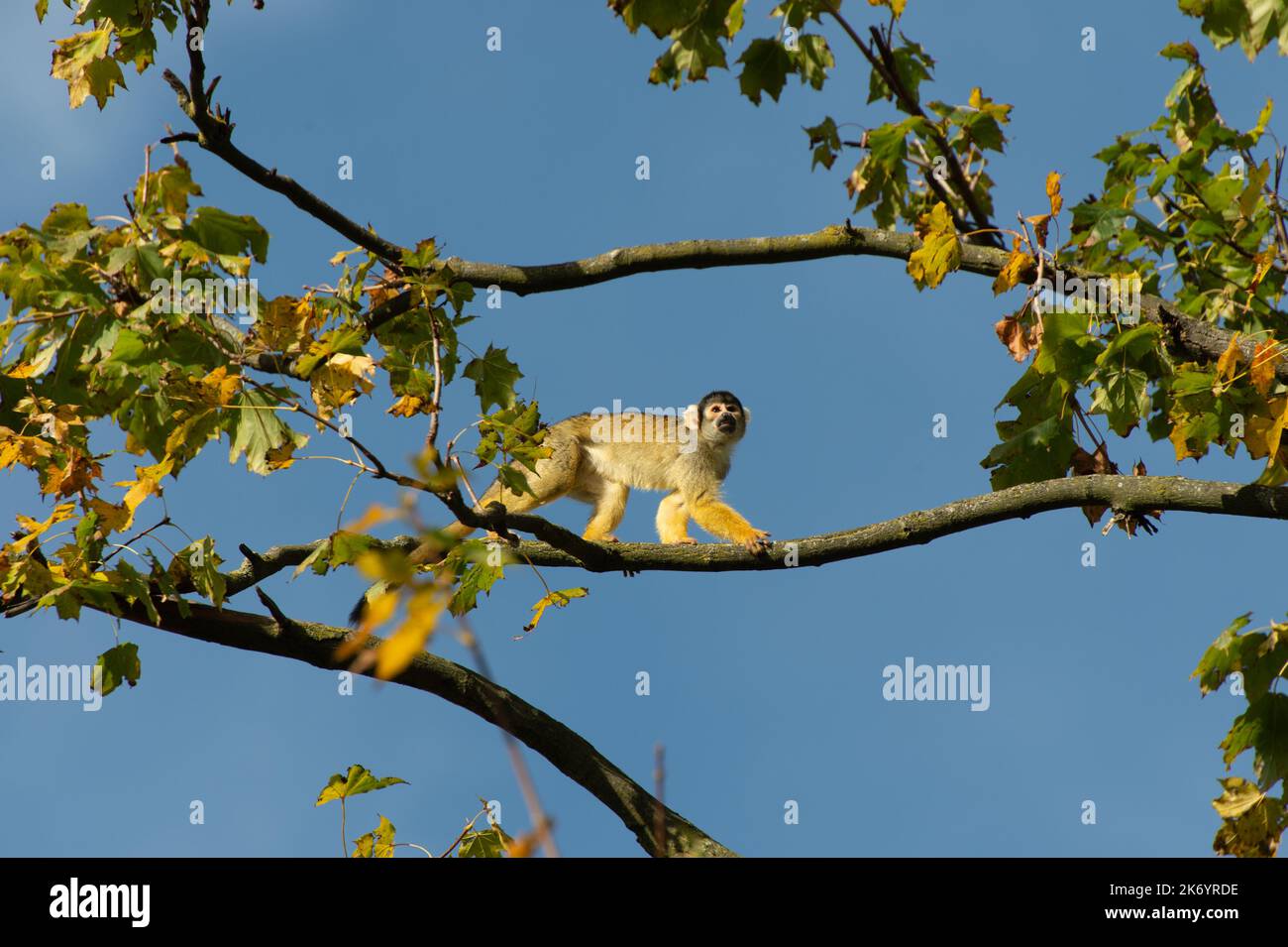 Animals in the Zoo - Capoucine Monkey Stock Photo - Alamy