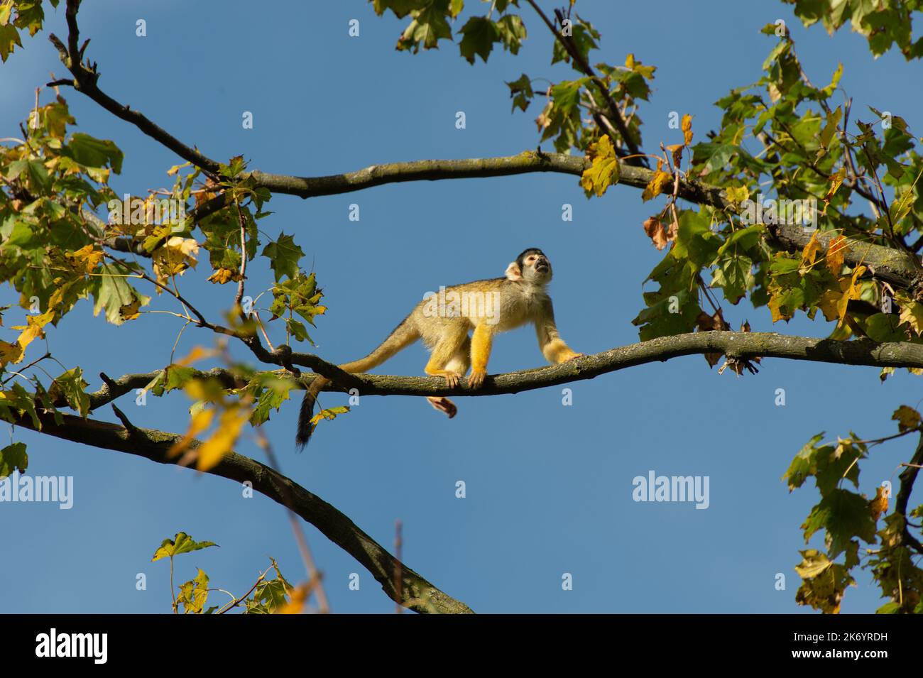 Animals in the Zoo - Capoucine Monkey Stock Photo - Alamy