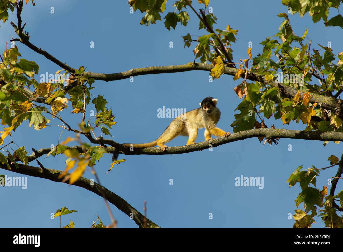 Animals in the Zoo - Capoucine Monkey Stock Photo - Alamy