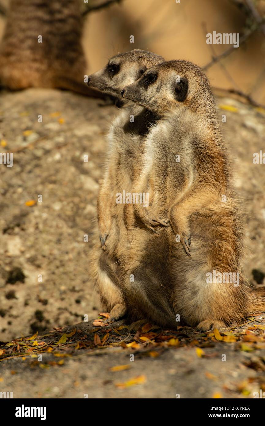 Animals in the Zoo - Erdmännchen Stock Photo - Alamy