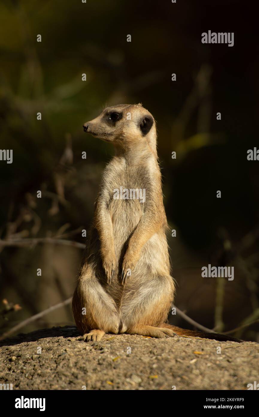 Animals in the Zoo - Erdmännchen Stock Photo - Alamy