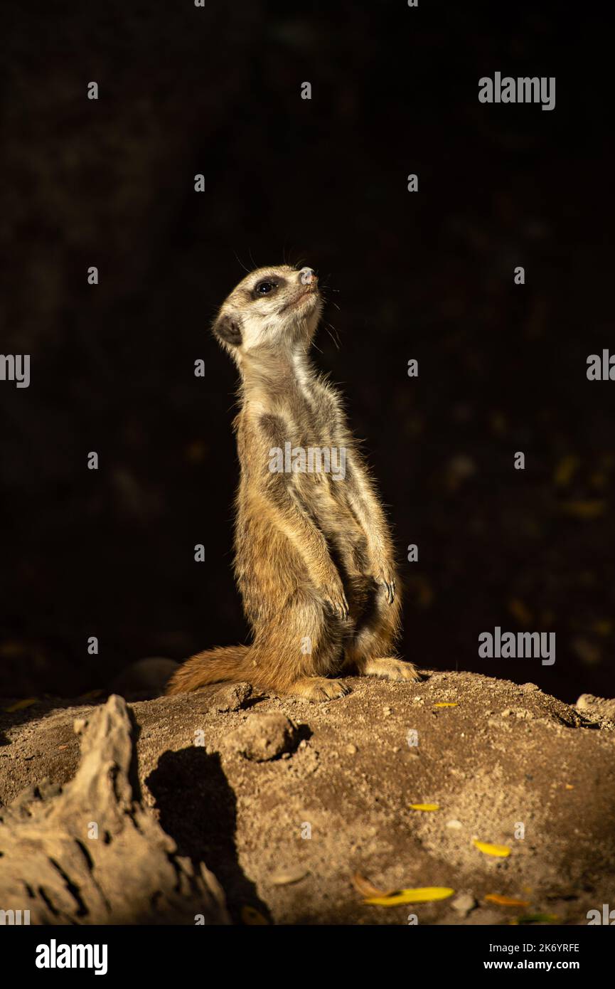 Animals in the Zoo - Erdmännchen Stock Photo - Alamy