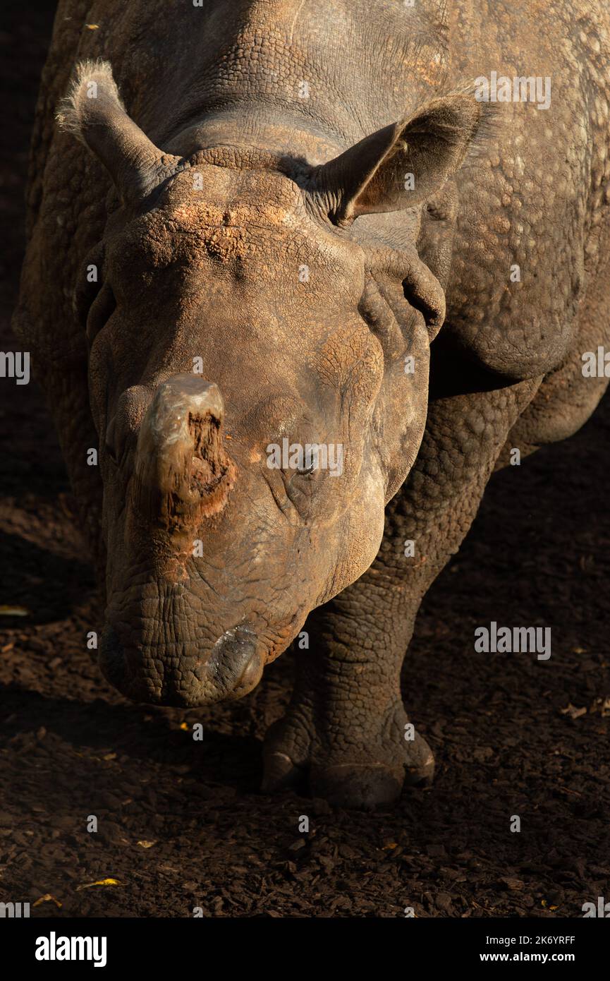 Nashorn baby hi-res stock photography and images - Alamy