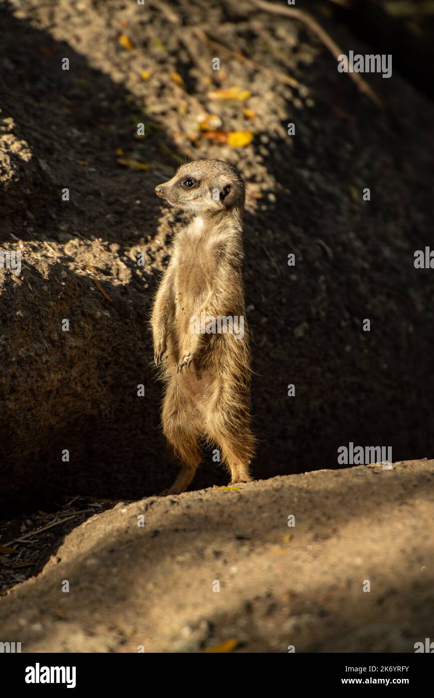 Animals in the Zoo - Erdmännchen Stock Photo - Alamy