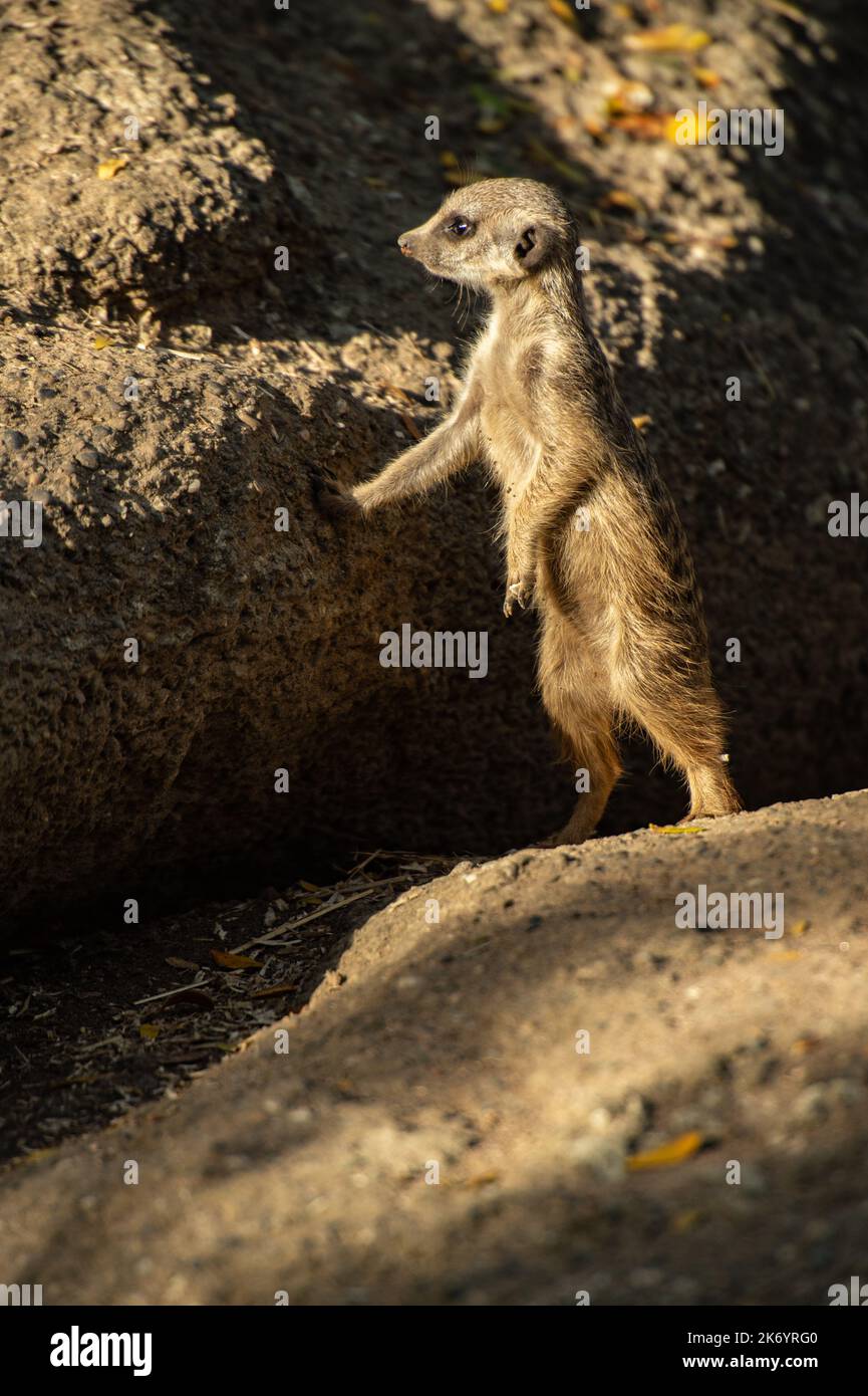 Animals in the Zoo - Erdmännchen Stock Photo - Alamy