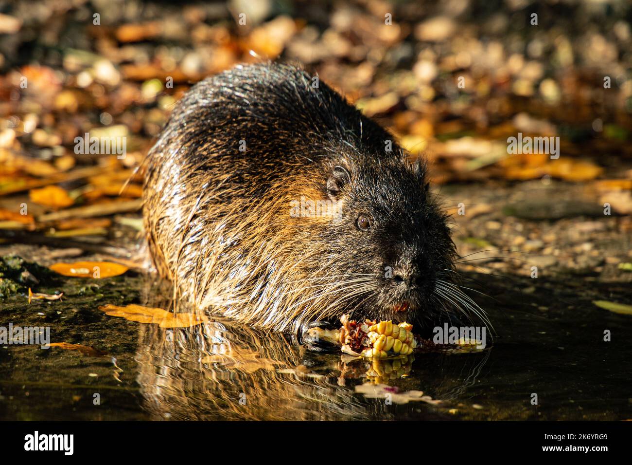 Nutria in zoo hi-res stock photography and images - Alamy