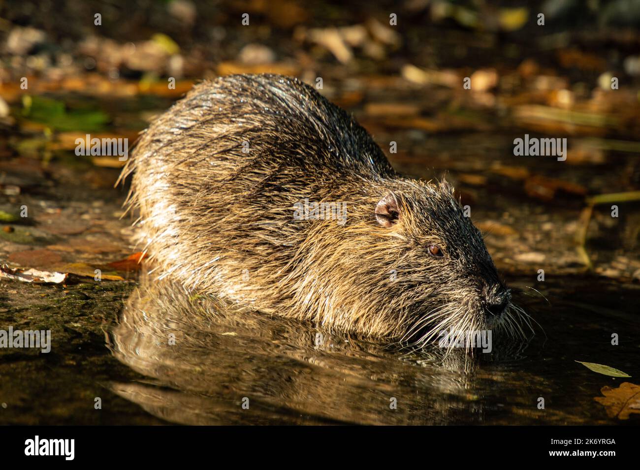 Nutria in zoo hi-res stock photography and images - Alamy
