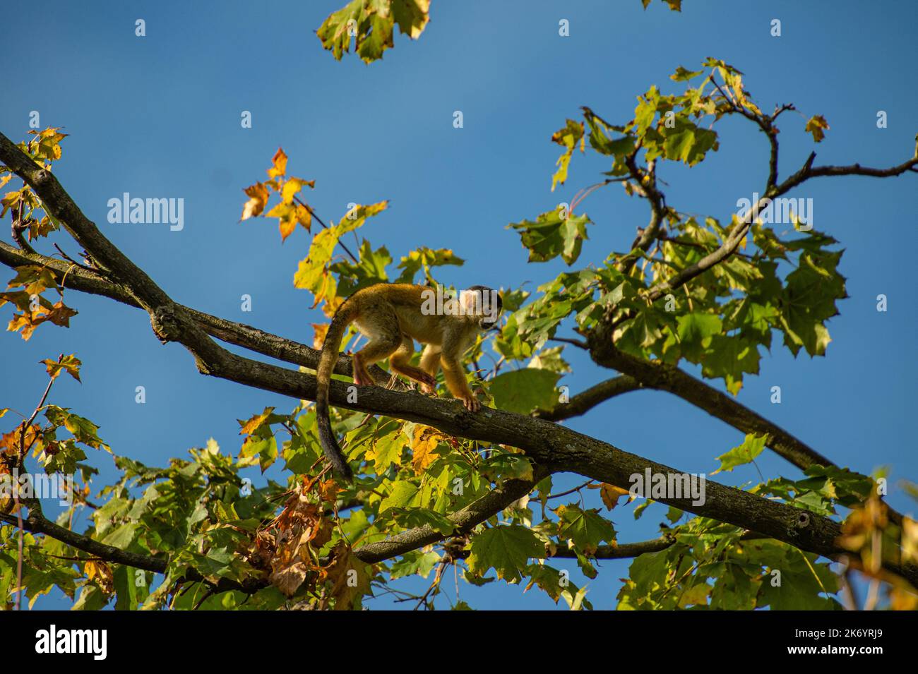 Animals in the Zoo - Capoucine Monkey Stock Photo - Alamy