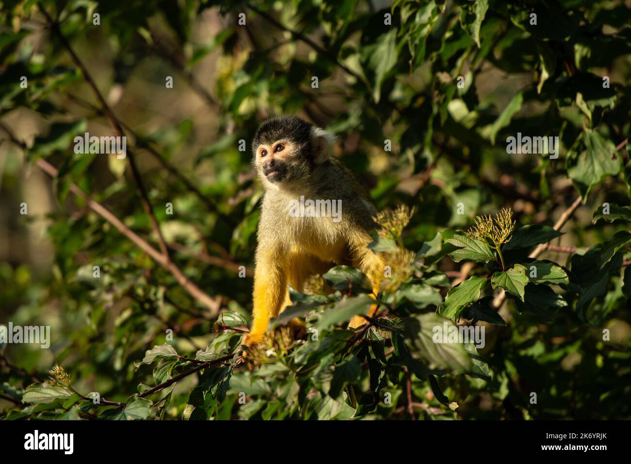 Animals in the Zoo - Capoucine Monkey Stock Photo - Alamy