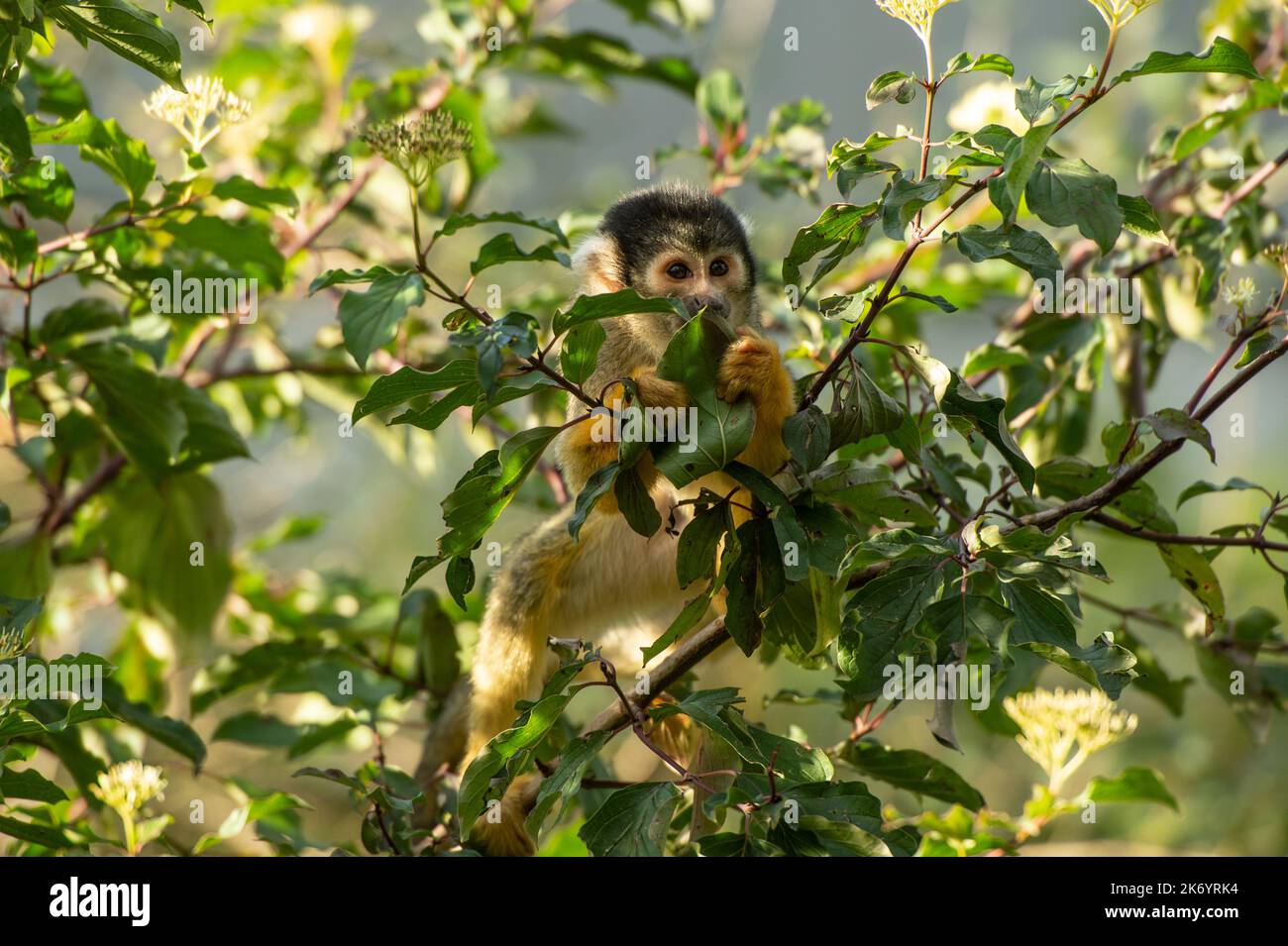 Animals in the Zoo - Capoucine Monkey Stock Photo - Alamy