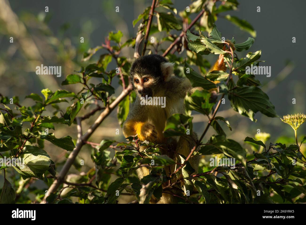 Basel monkey hi-res stock photography and images - Alamy