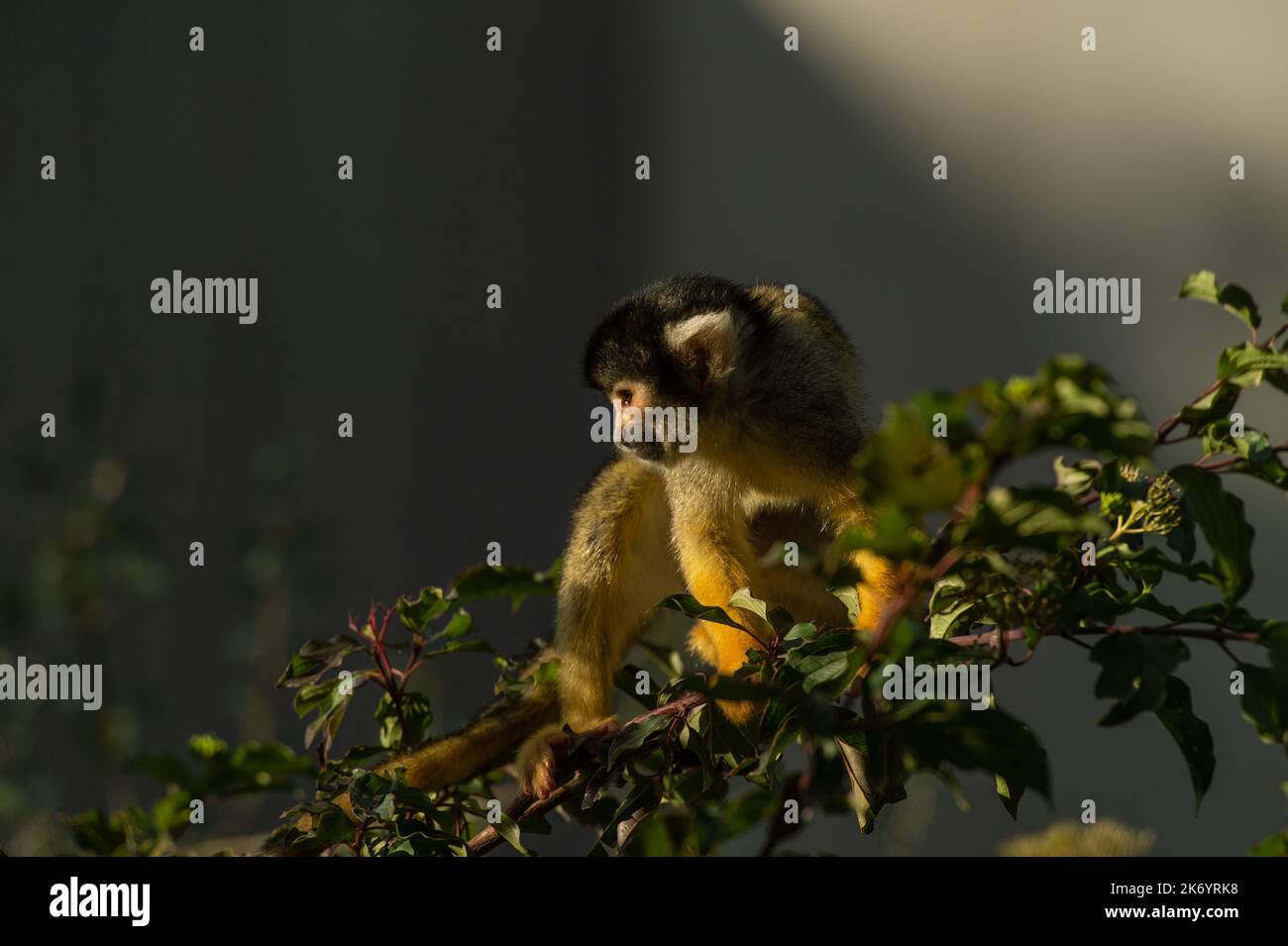 Animals in the Zoo - Capoucine Monkey Stock Photo - Alamy