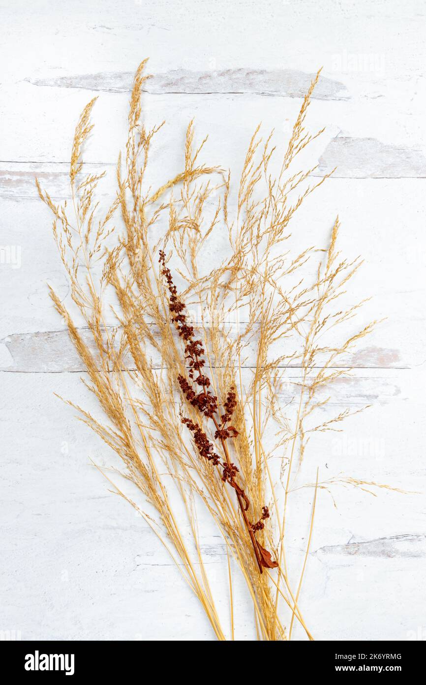 Dried Grass Seed Heads and Red Autumn Sorghum Stalk Stock Photo - Alamy