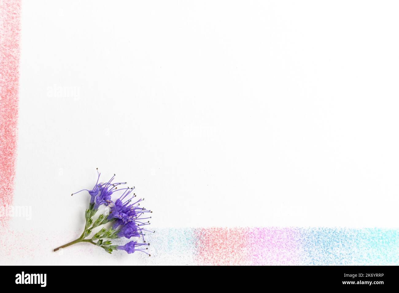 Caryopteris blooms with leaves - studio lay flat - good for canning ...